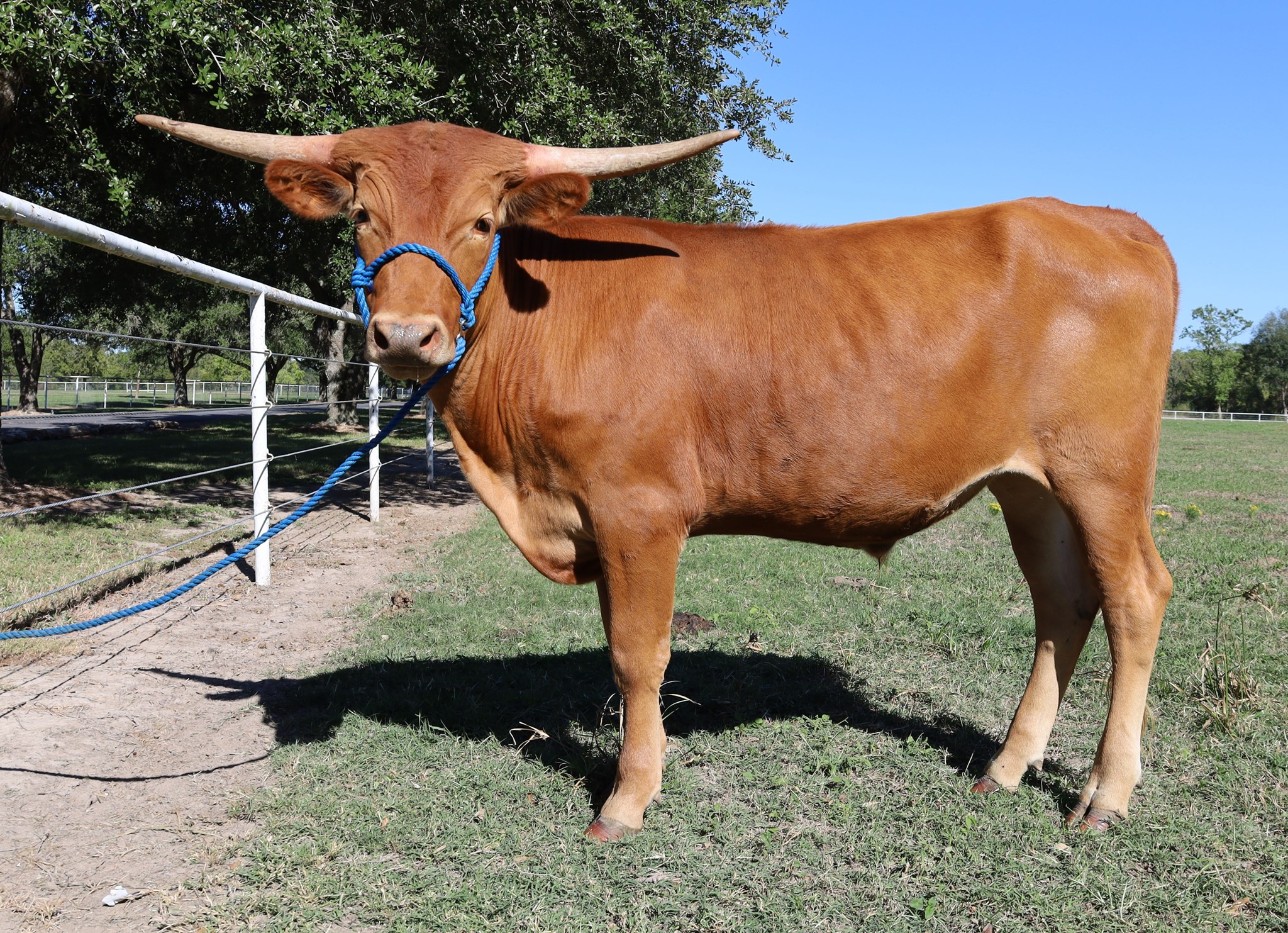 Red longhorn steer