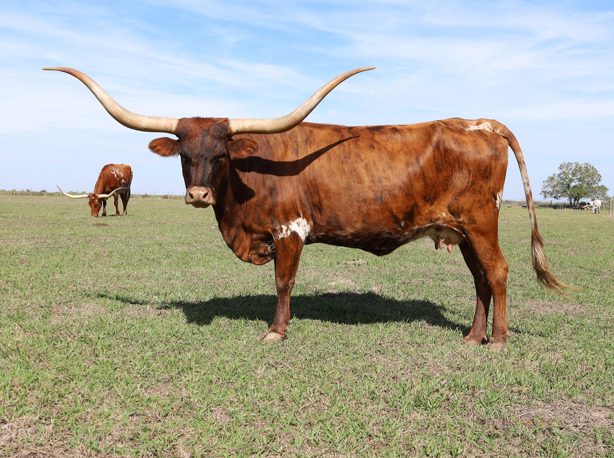 Brindle longhorn cow
