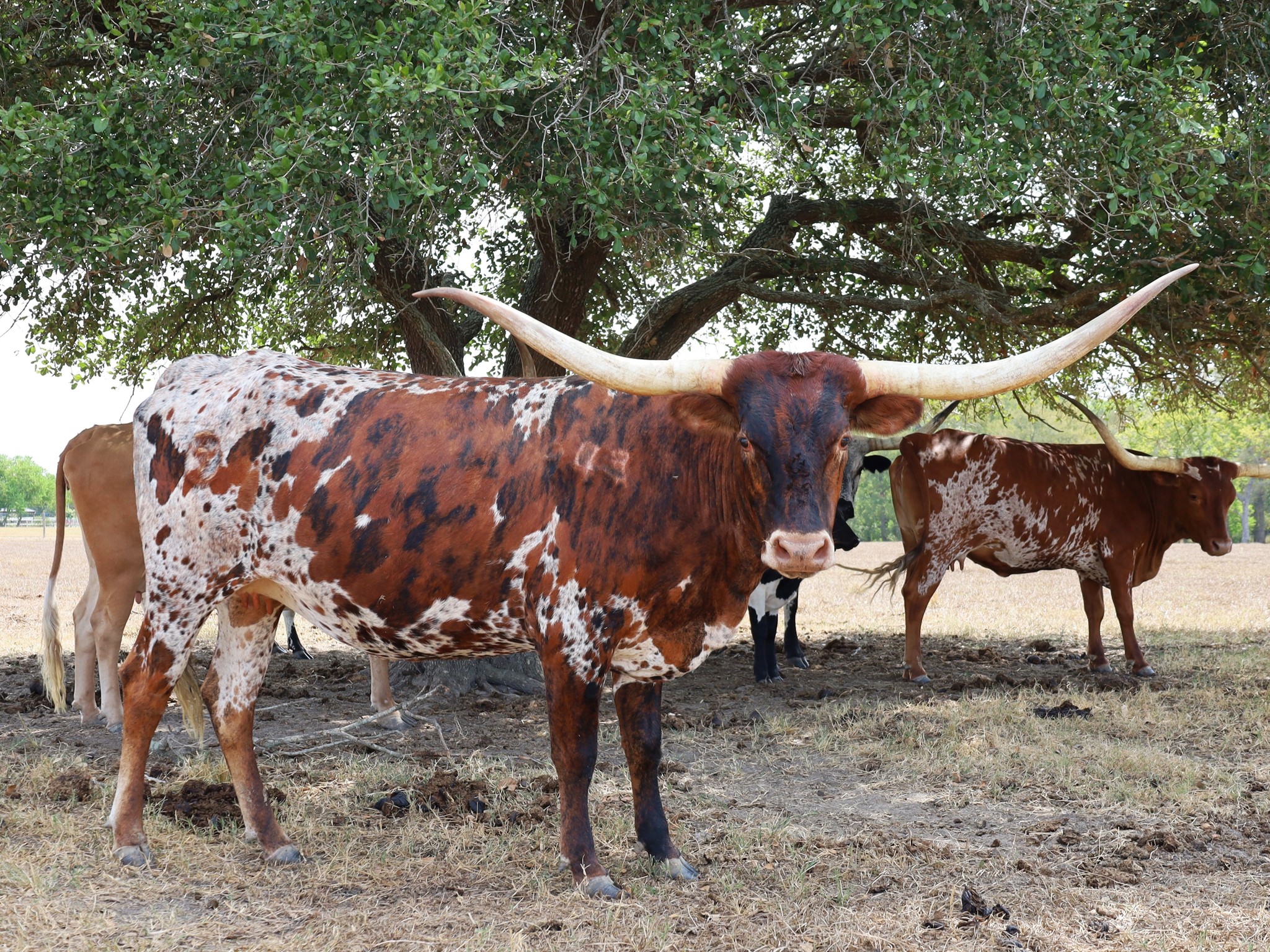 Flashy Longhorn cow