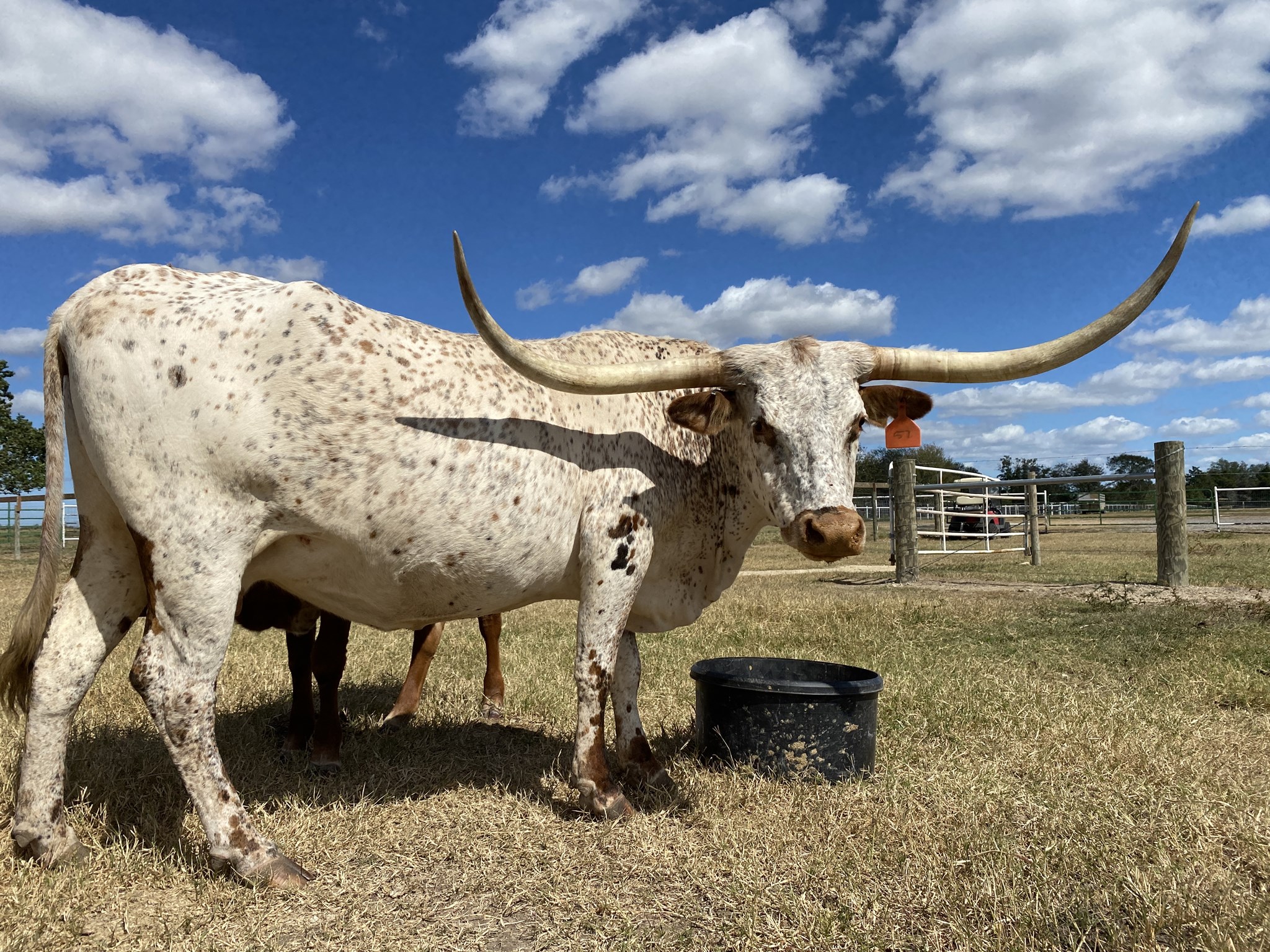 Roan Longhorn cow