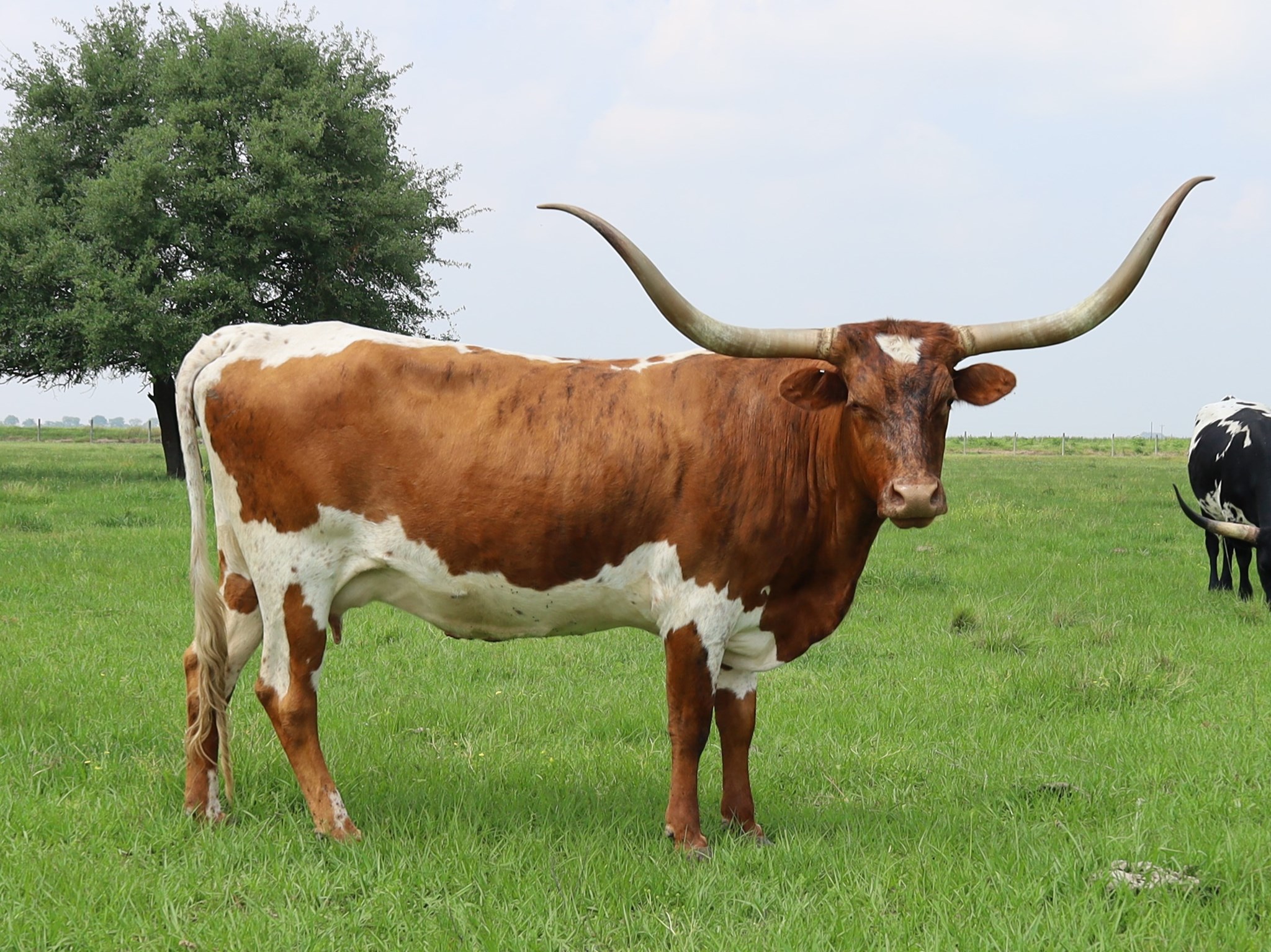 Brindle Red Lineback Longhorn Cow