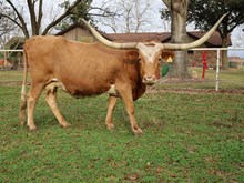 Dunn longhorn cow