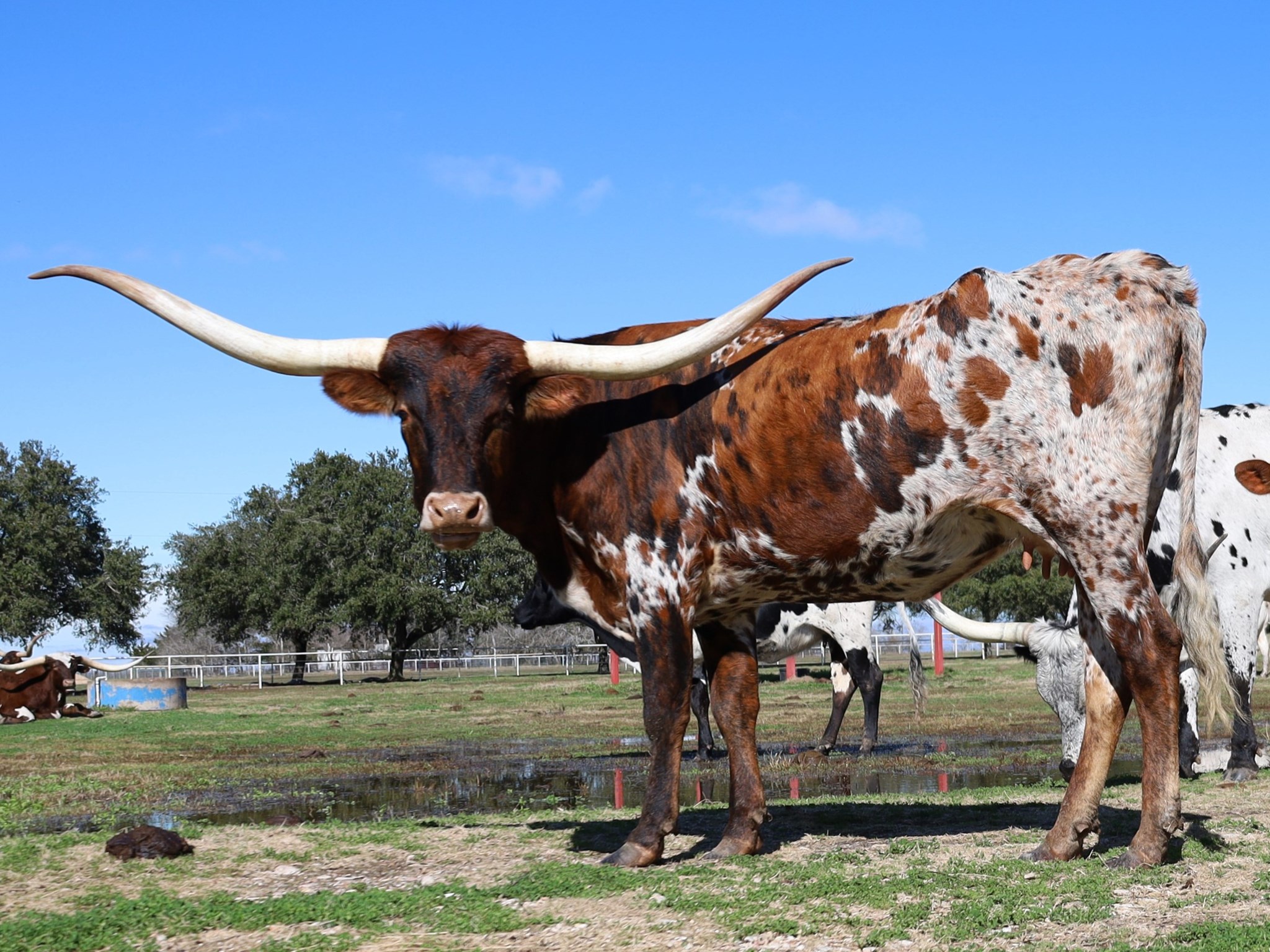 C7 SPARKLET-Flashy Longhorn cow