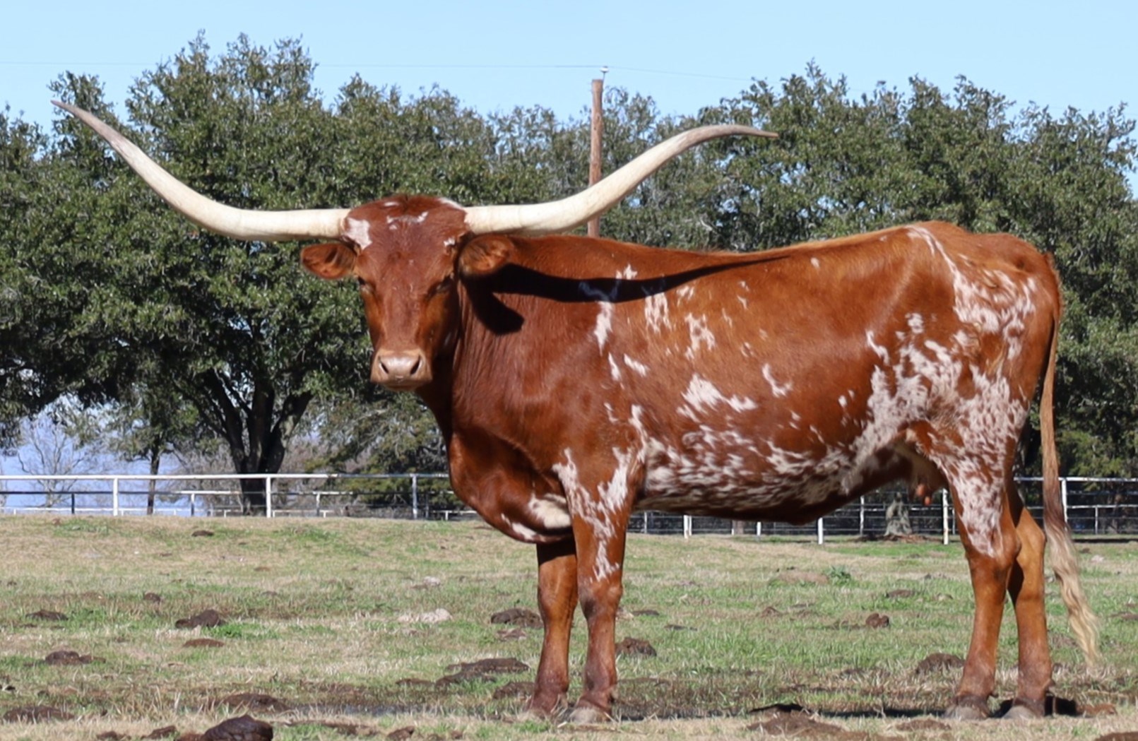 Red and white longhorn cow