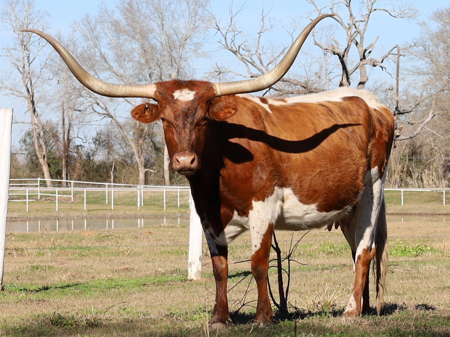 Brindle Red Lineback Longhorn Cow