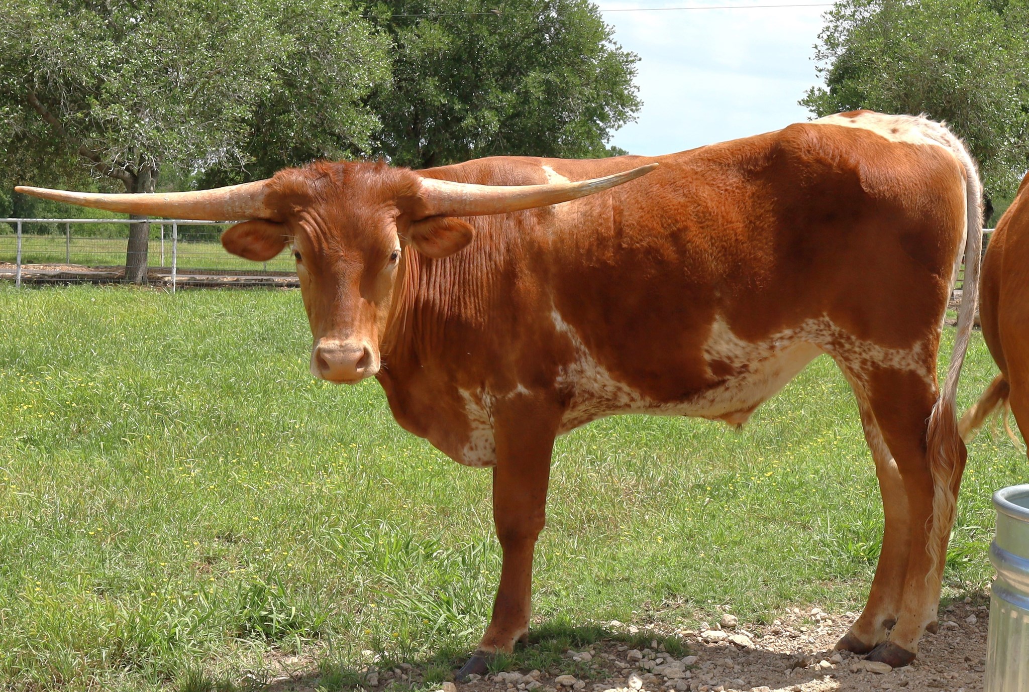 red and white longhorn steer