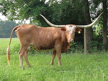 Dunn longhorn cow