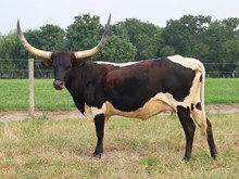 Lineback longhorn cow