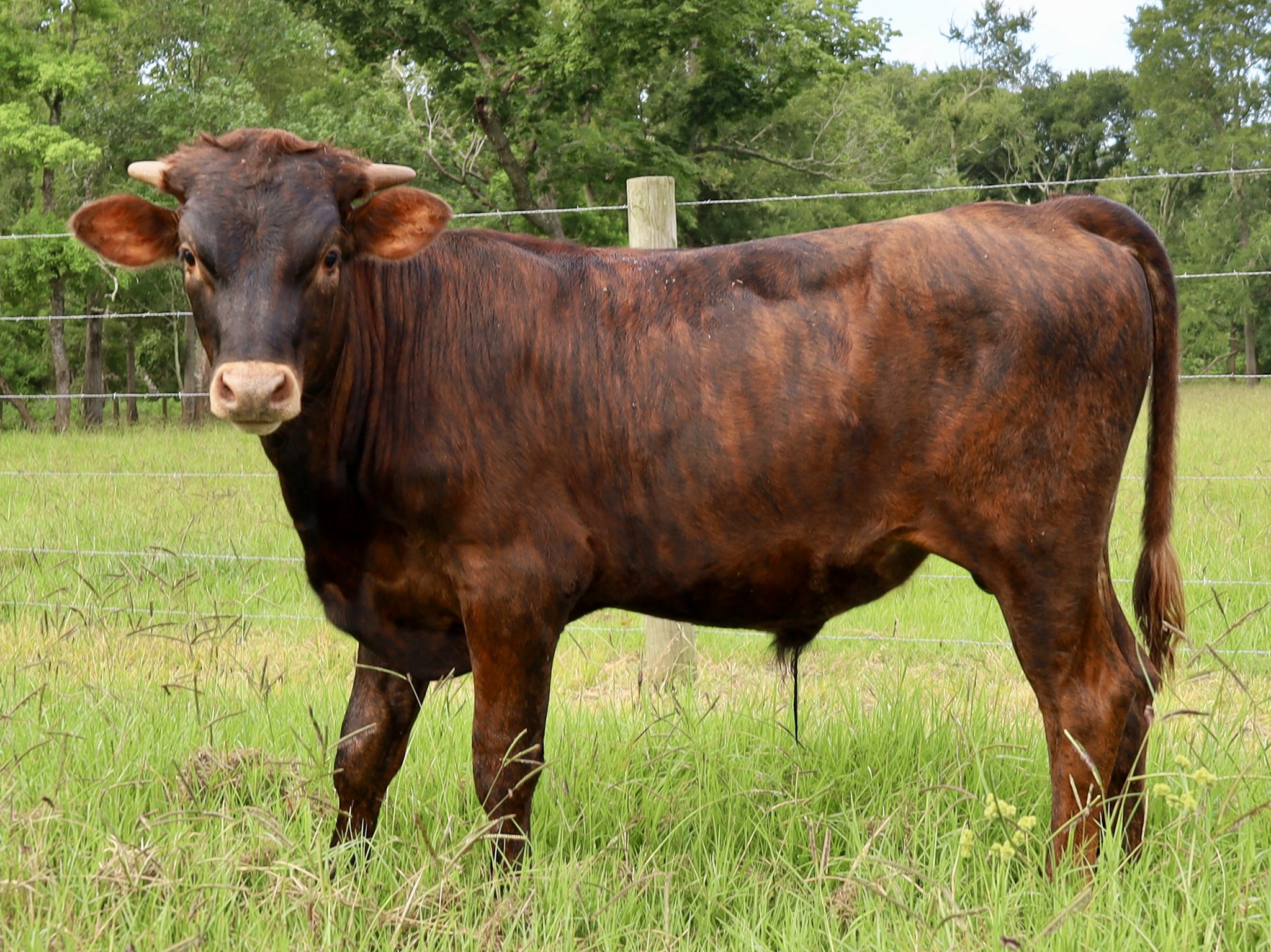 3E Mist x DB Chard Fiddler bull calf