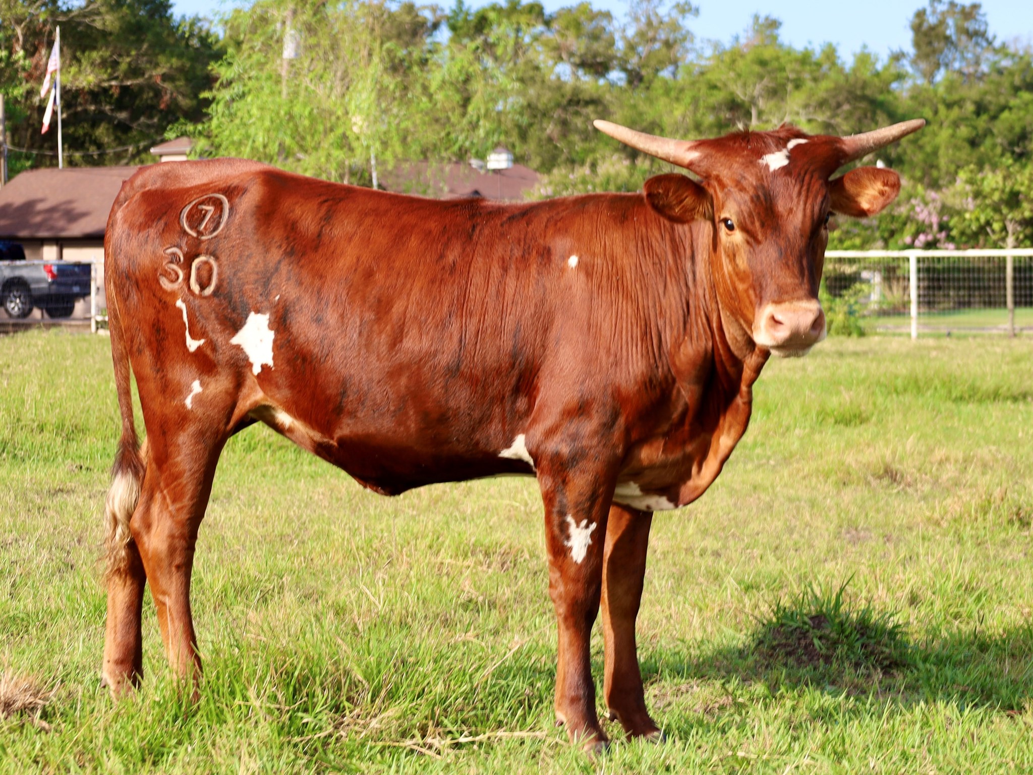 red longhorn heifer