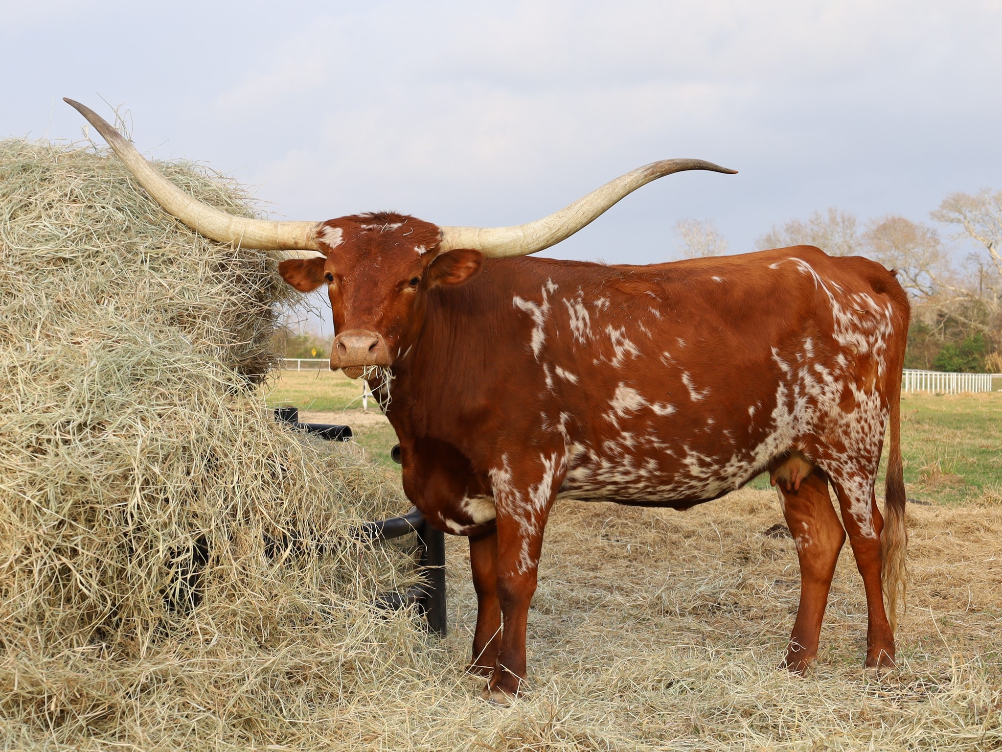 Red and white longhorn cow