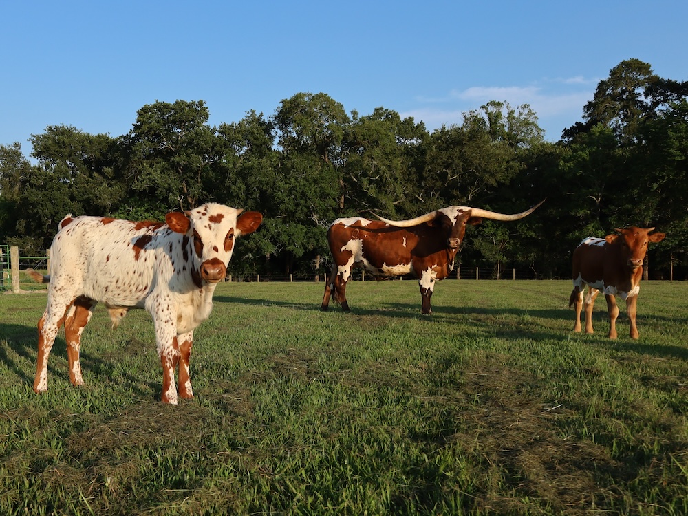 Home [www.circleofsevenlonghorns.com]